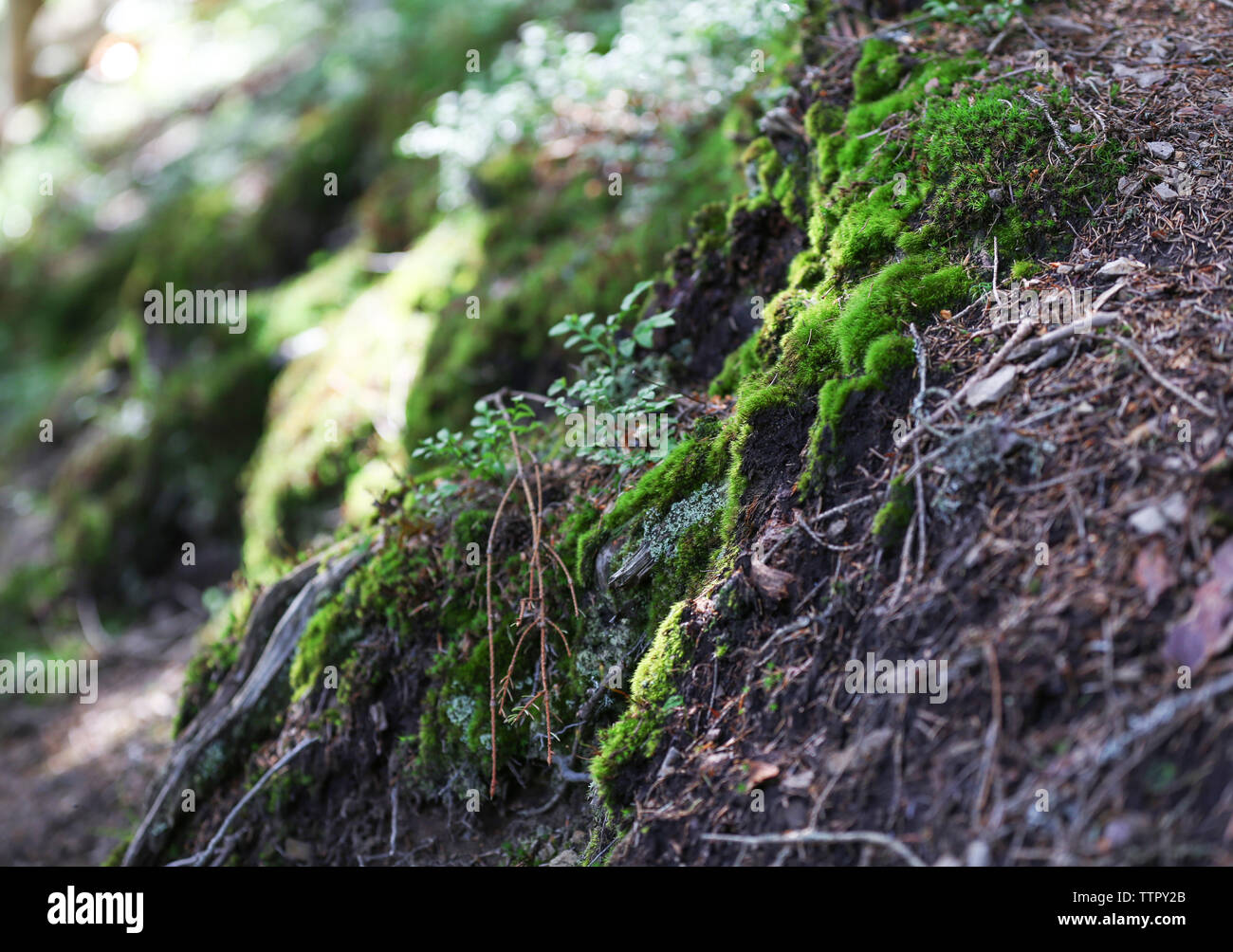 Big tree roots in Carpathian forest Stock Photo - Alamy