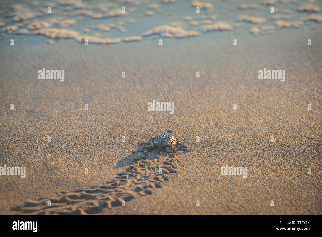 Moving sand on beach hi-res stock photography and images - Alamy