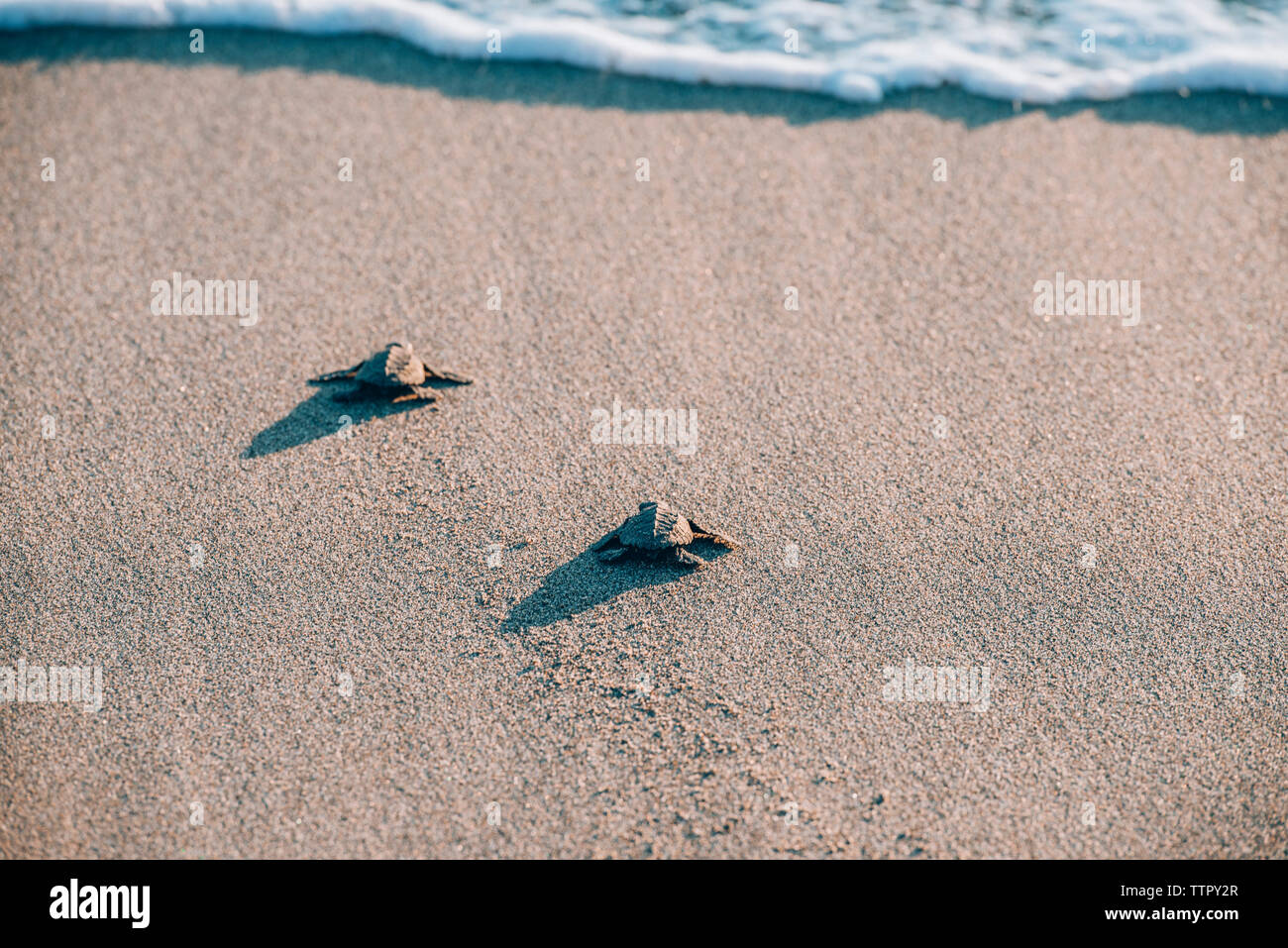 Do not touch sea turtles hi-res stock photography and images - Alamy