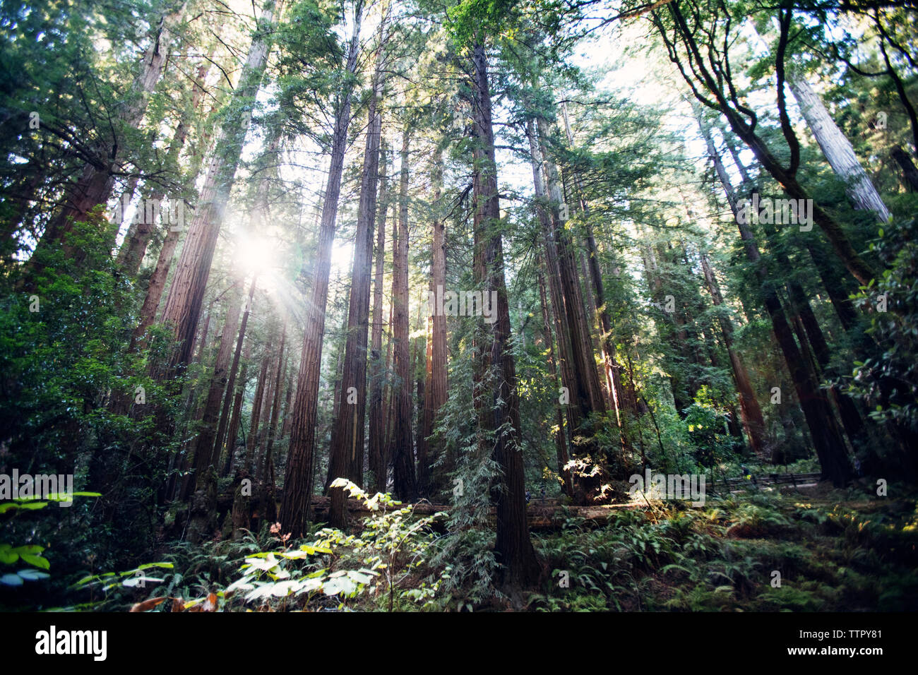 Sunlight streaming through trees in forest Stock Photo - Alamy