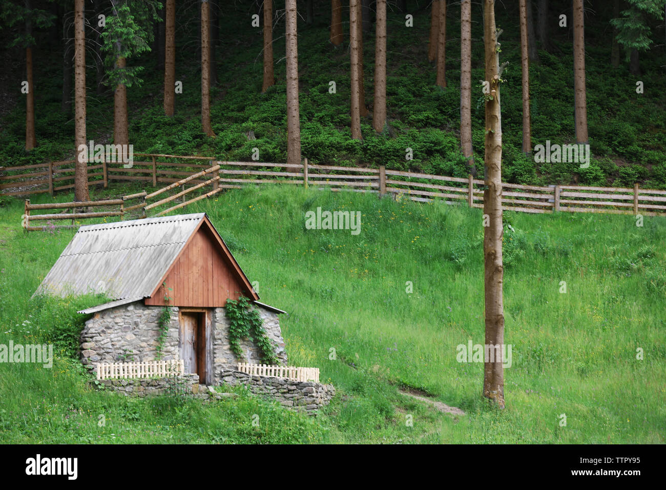 Fringe trees hi-res stock photography and images - Alamy