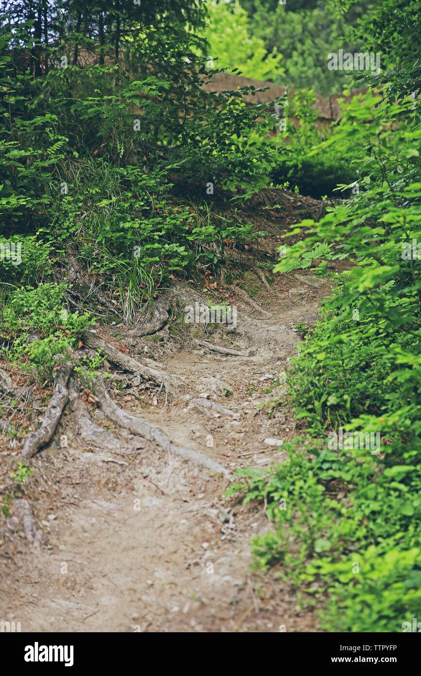 Big tree roots in Carpathian forest Stock Photo - Alamy