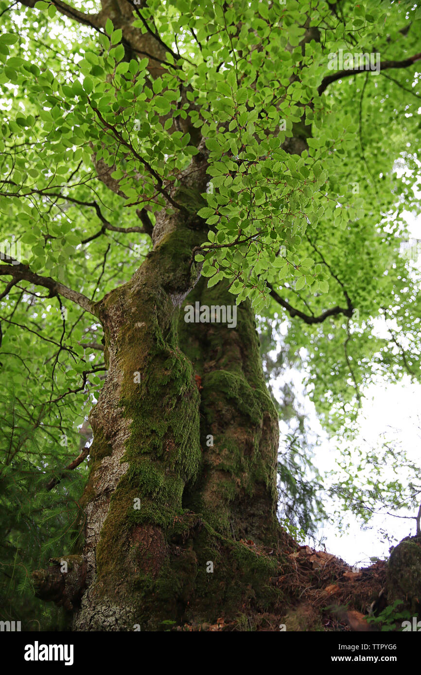 Big tree in Carpathian forest Stock Photo - Alamy