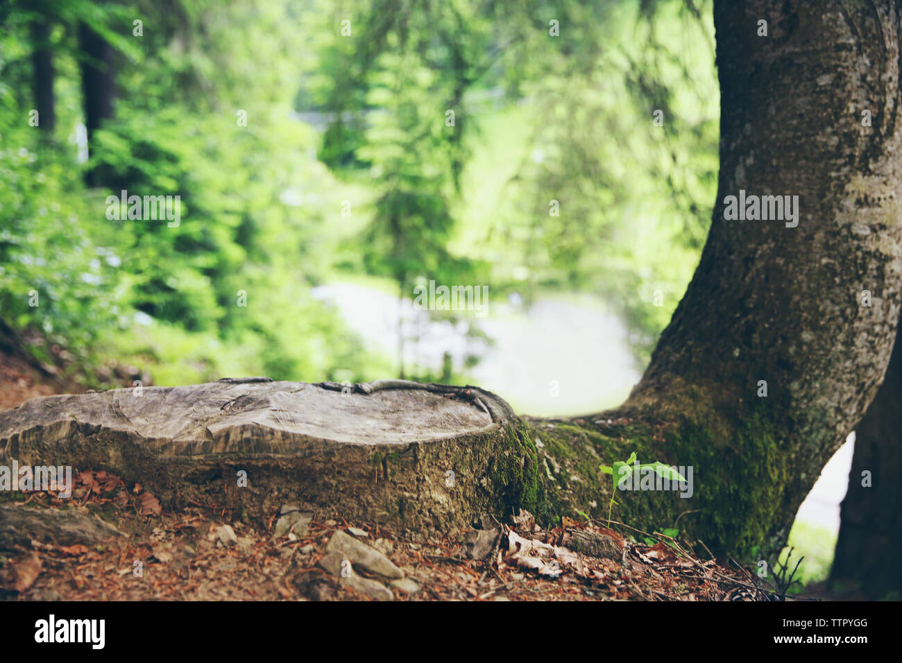 Big tree roots in Carpathian forest Stock Photo - Alamy