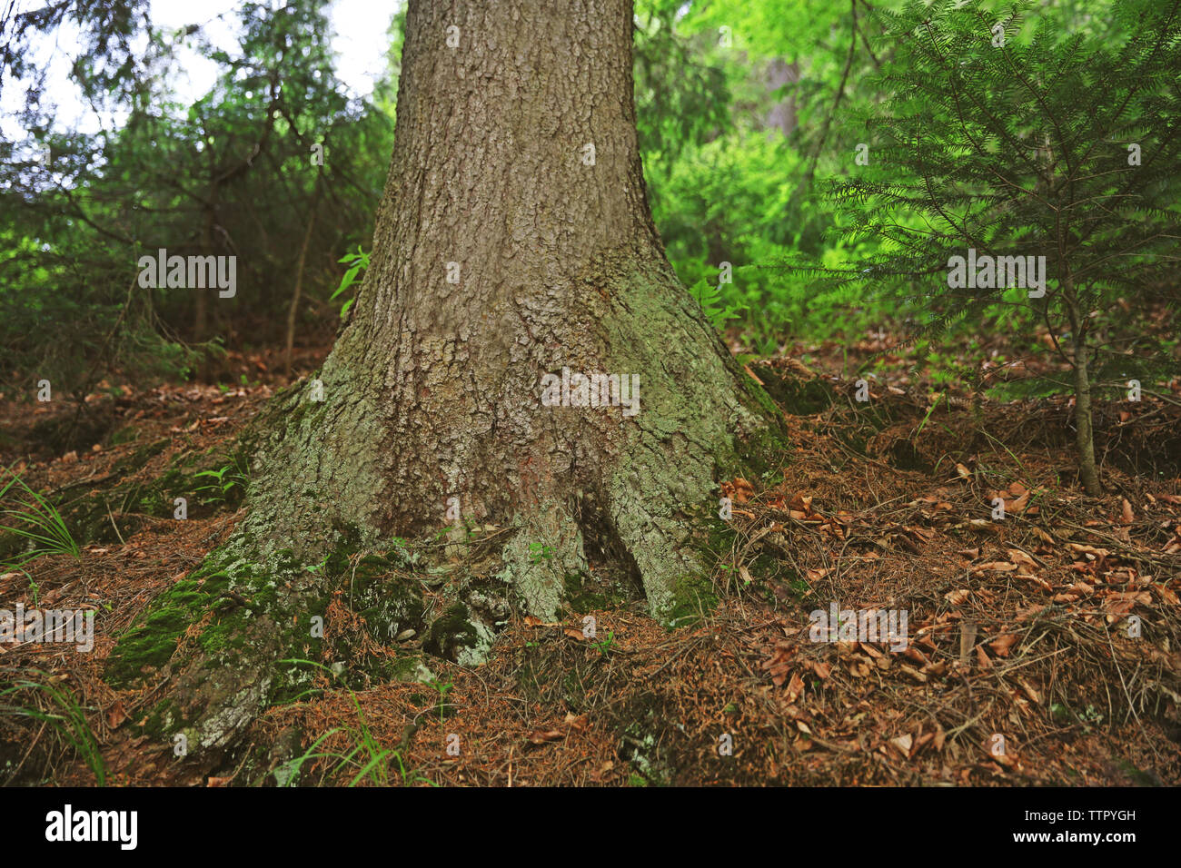 Big tree roots in Carpathian forest Stock Photo - Alamy