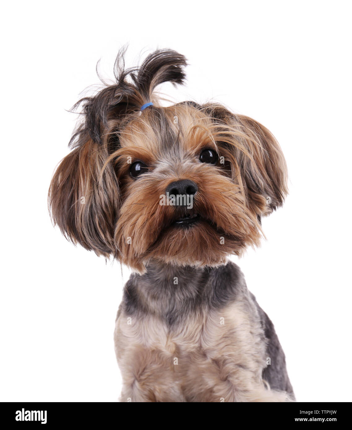 Little funny dog isolated on white Stock Photo - Alamy