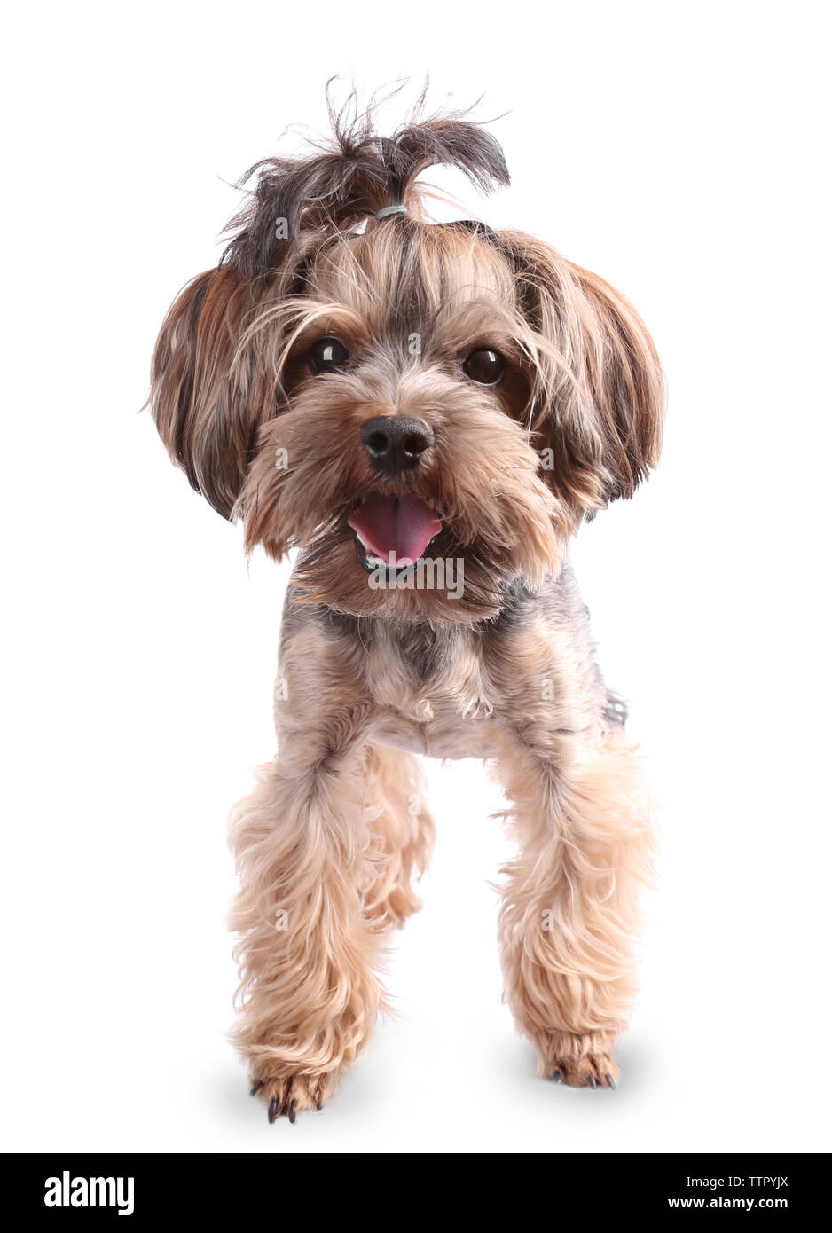 Little funny dog isolated on white Stock Photo - Alamy
