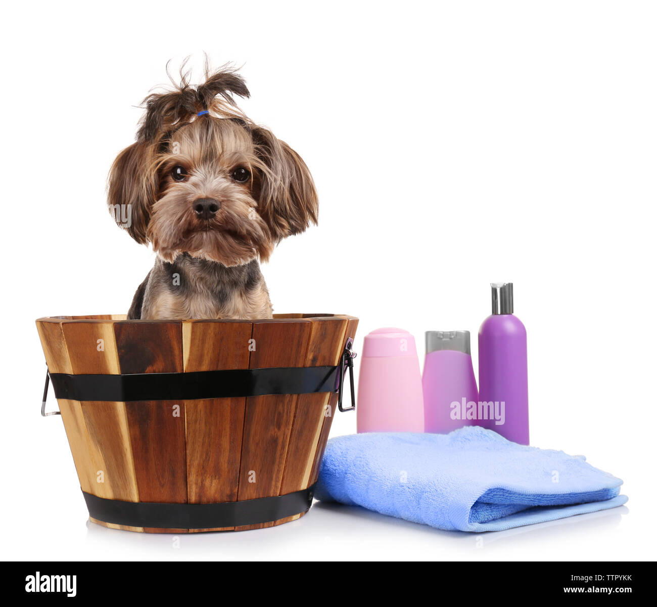 Funny little dog in wooden bucket isolated on white Stock Photo - Alamy