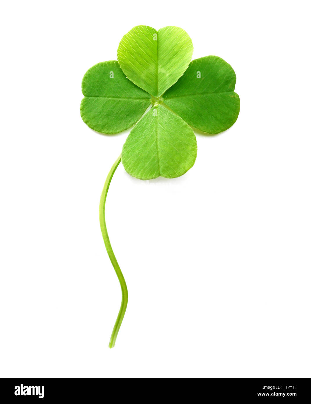 Green four-leaf clover isolated on white Stock Photo - Alamy
