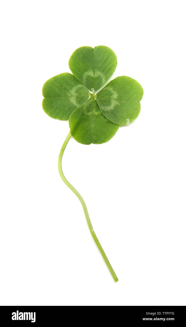 Green four-leaf clover isolated on white Stock Photo - Alamy