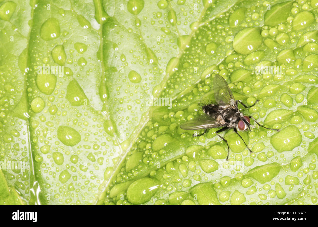 Common fly close up - isolated on green background Stock Photo - Alamy