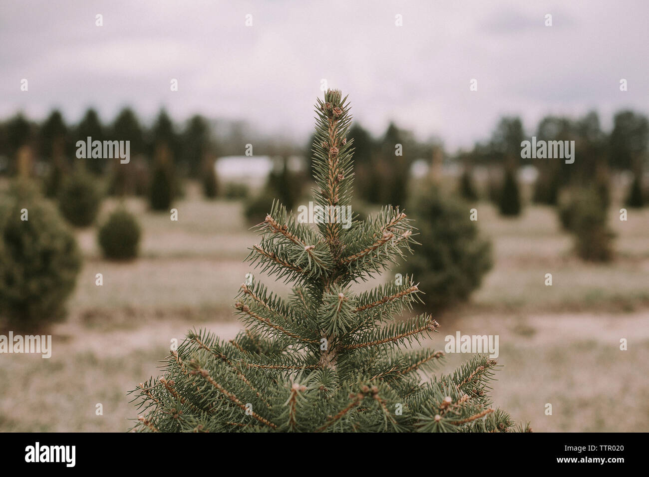Coniferous field hi-res stock photography and images - Alamy