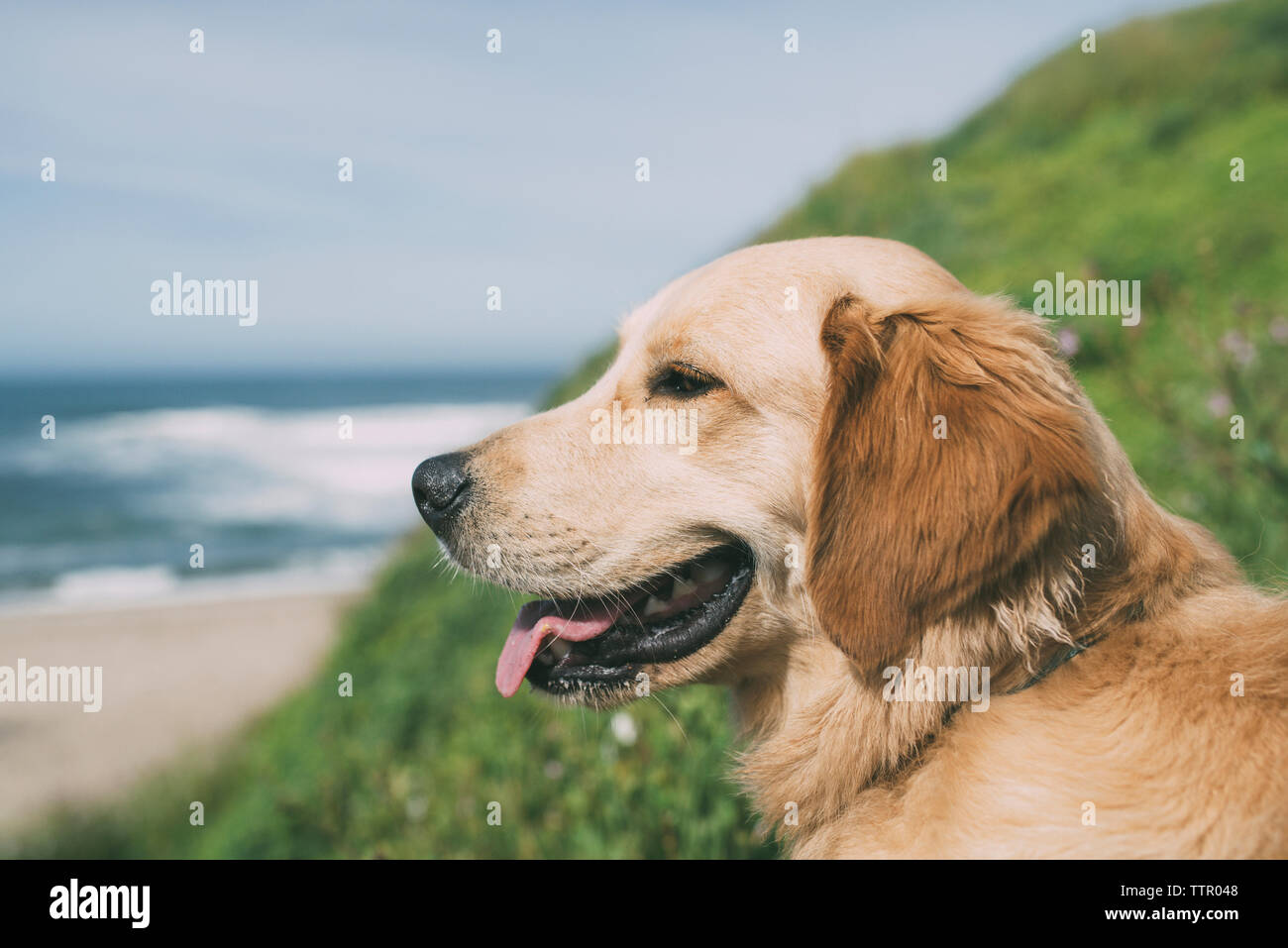 Side view of dog looking away Stock Photo - Alamy