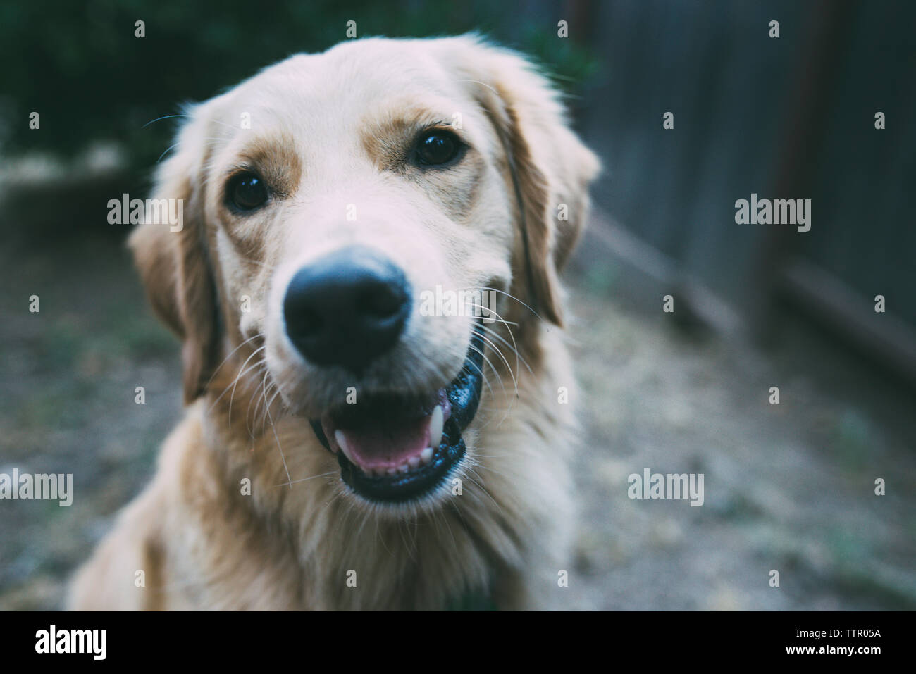 Portrait of dog Stock Photo - Alamy