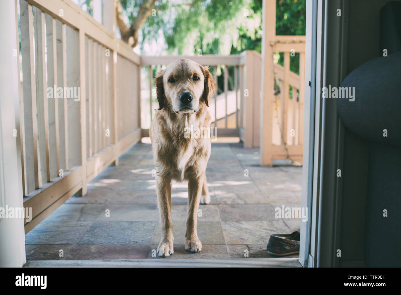 Portrait of dog standing at doorway Stock Photo - Alamy
