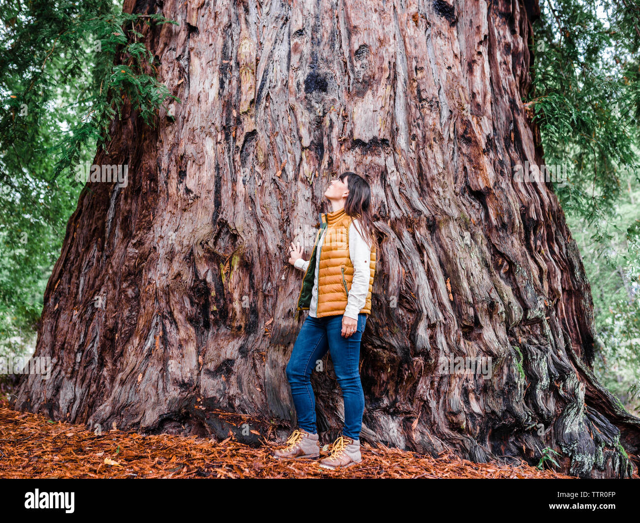 Full length of woman standing next to large redwood tree Stock Photo ...