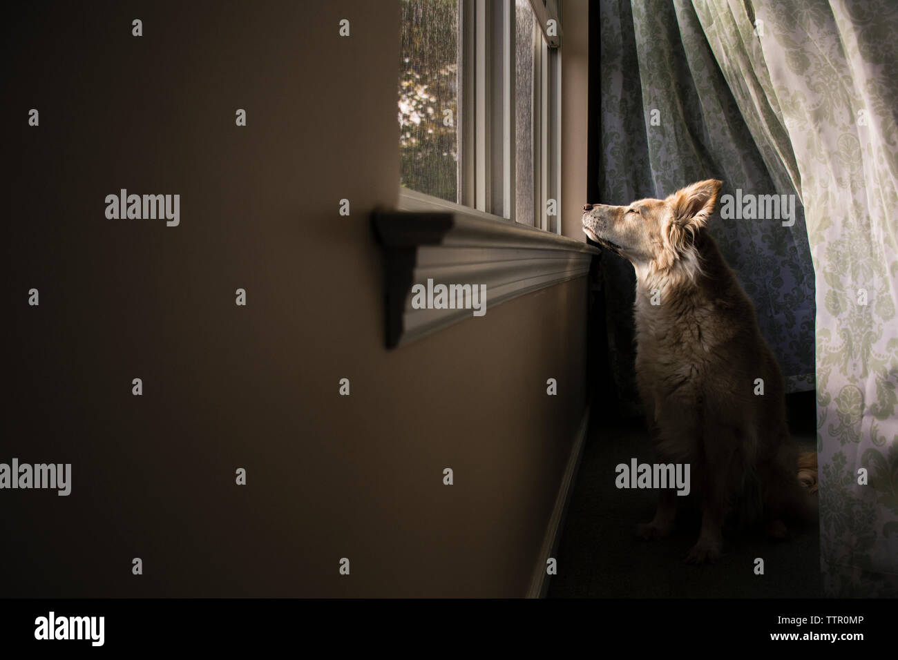 Dog looking through window while sitting at home Stock Photo - Alamy