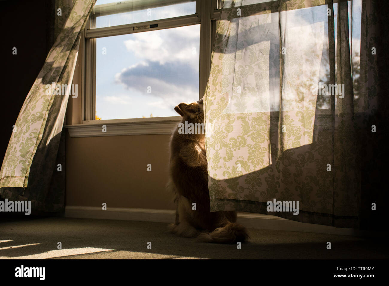 Rear view of dog hi-res stock photography and images - Alamy