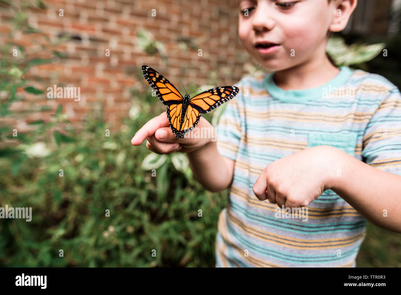 Boy holding Monarch butterfly on his hand and smiling Stock Photo - Alamy
