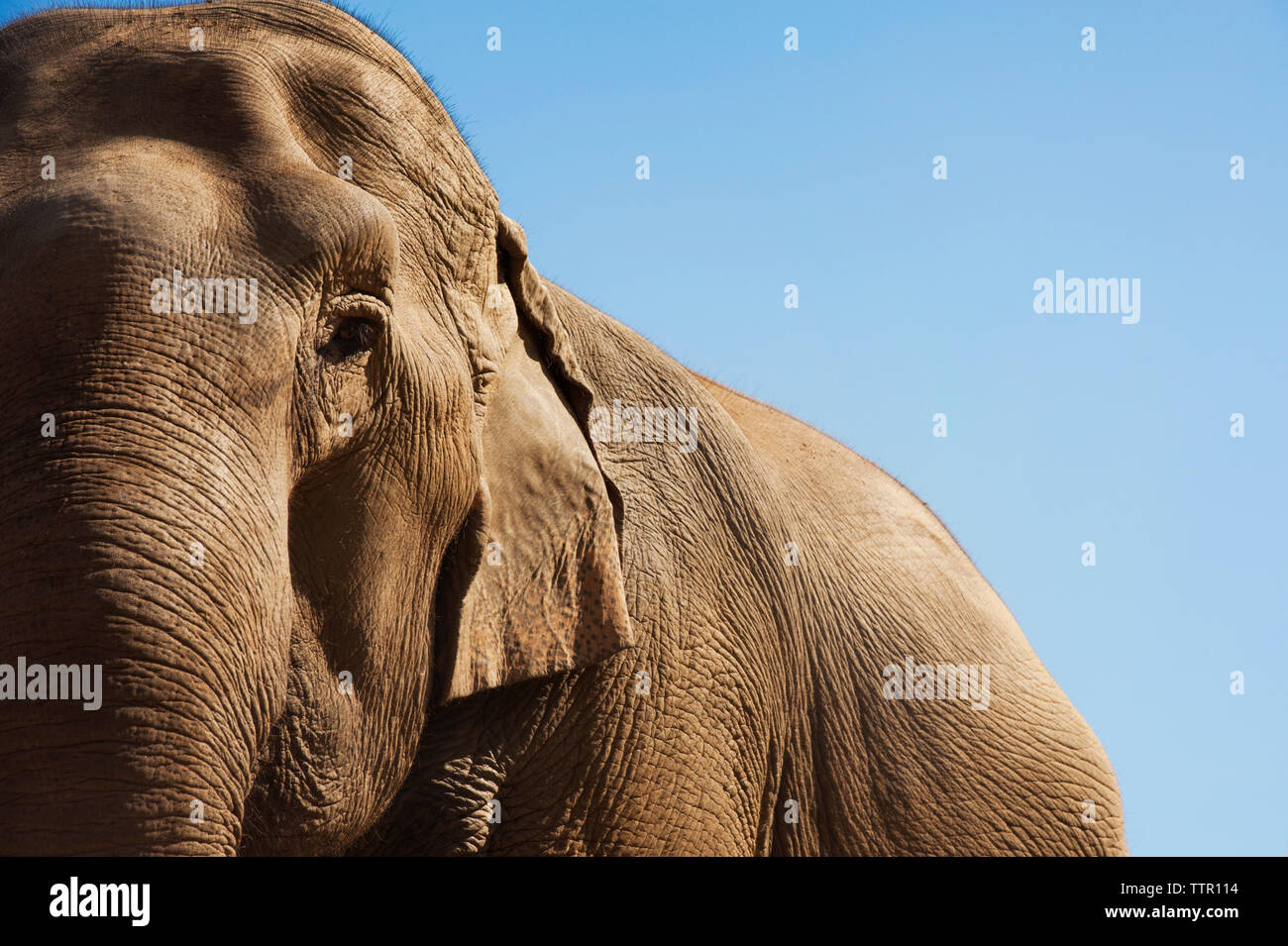 Elephant side angle view hi-res stock photography and images - Alamy