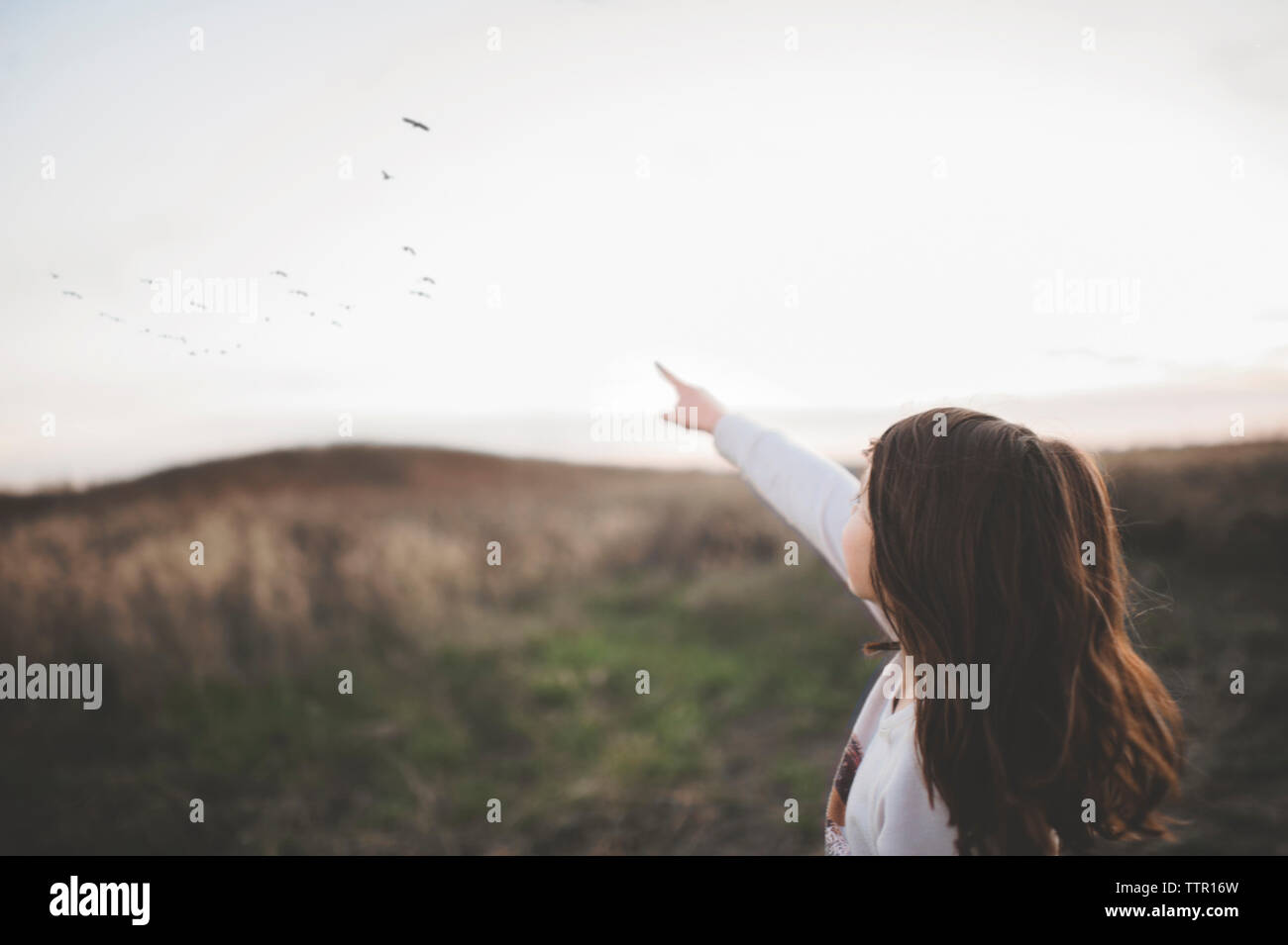 Birds pointing hi-res stock photography and images - Alamy