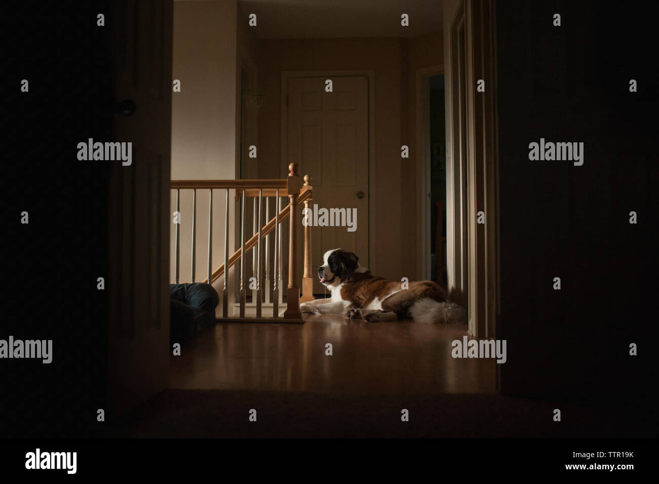 Dog lying on floor at home Stock Photo - Alamy
