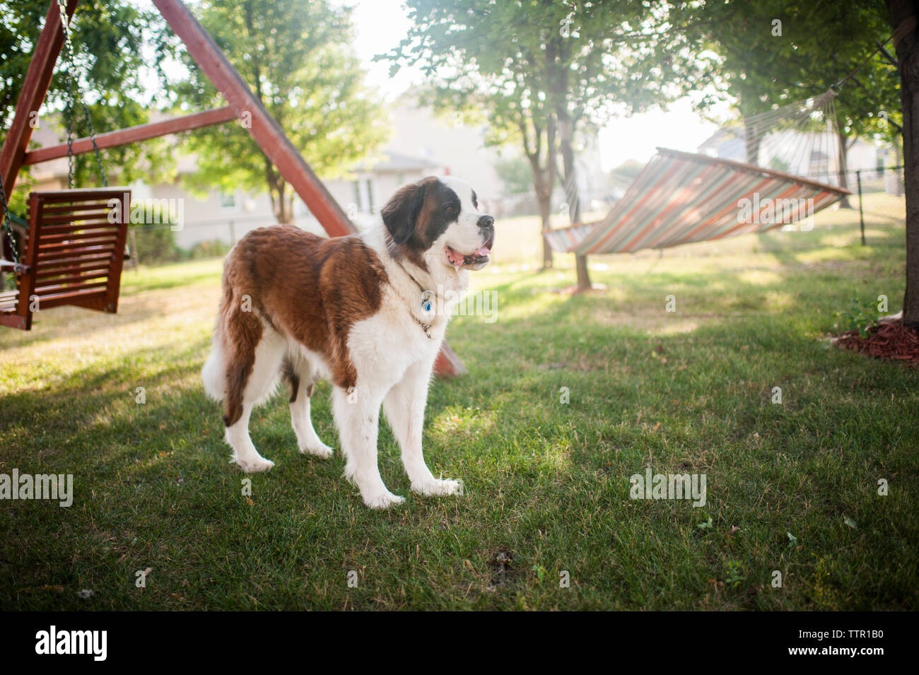 Dog standing on grassy field at backyard Stock Photo - Alamy