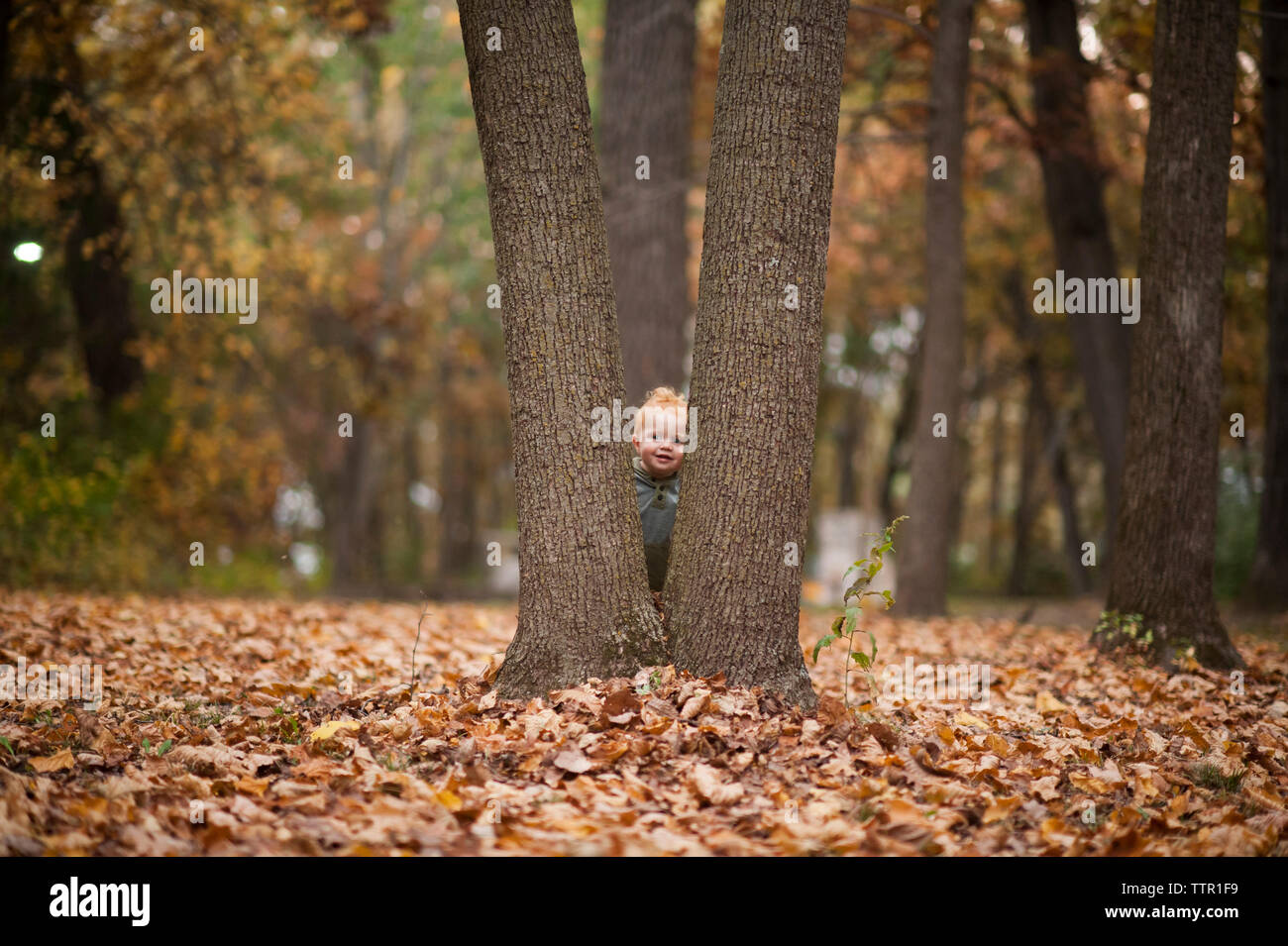 2 trunks tree hi-res stock photography and images - Alamy