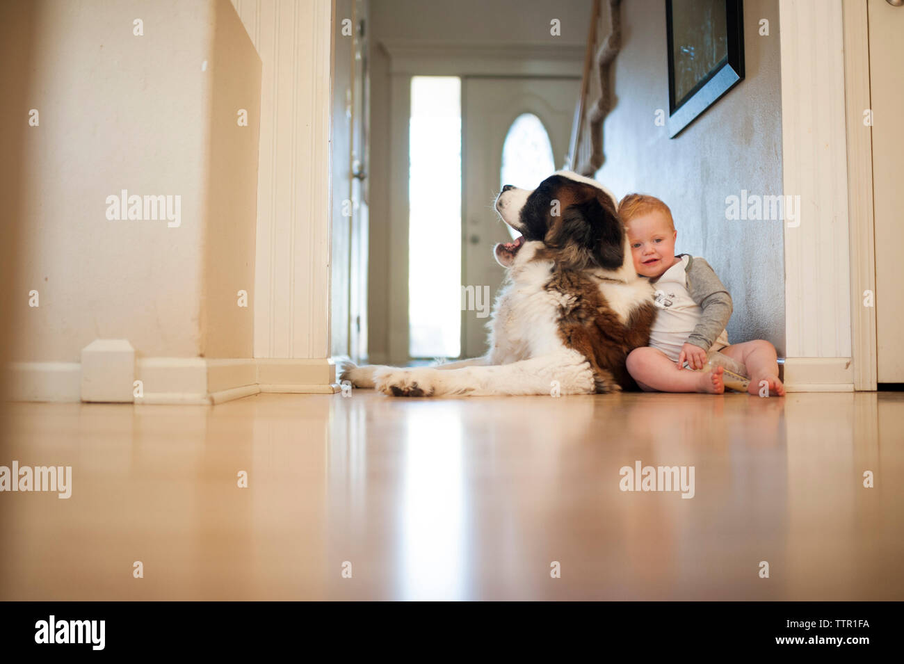 Cute baby boy sitting with dog at home Stock Photo - Alamy