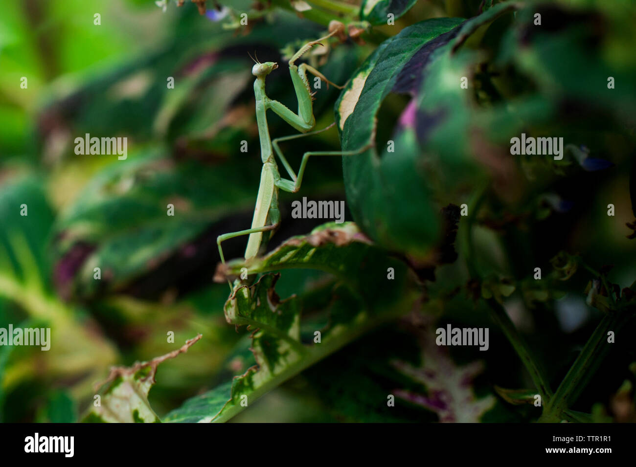 Close-up of praying mantis on plant Stock Photo - Alamy