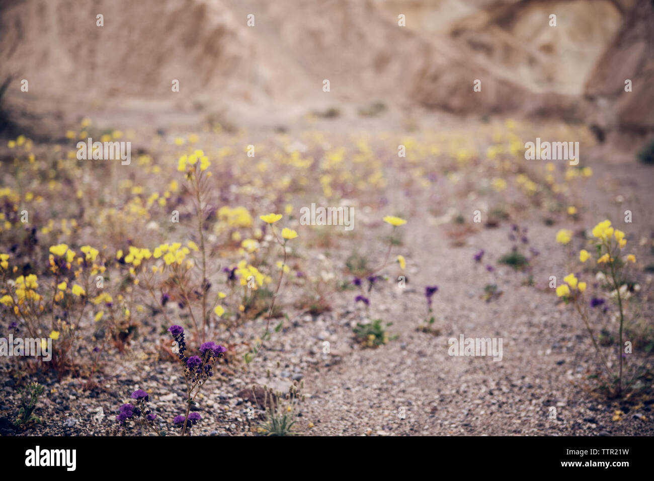 Field of flowers in the desert hi-res stock photography and images - Alamy