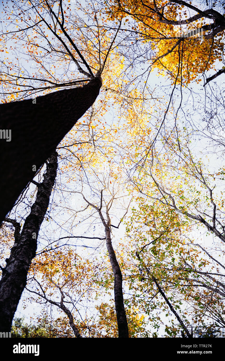 Low Trees High Resolution Stock Photography and Images - Alamy