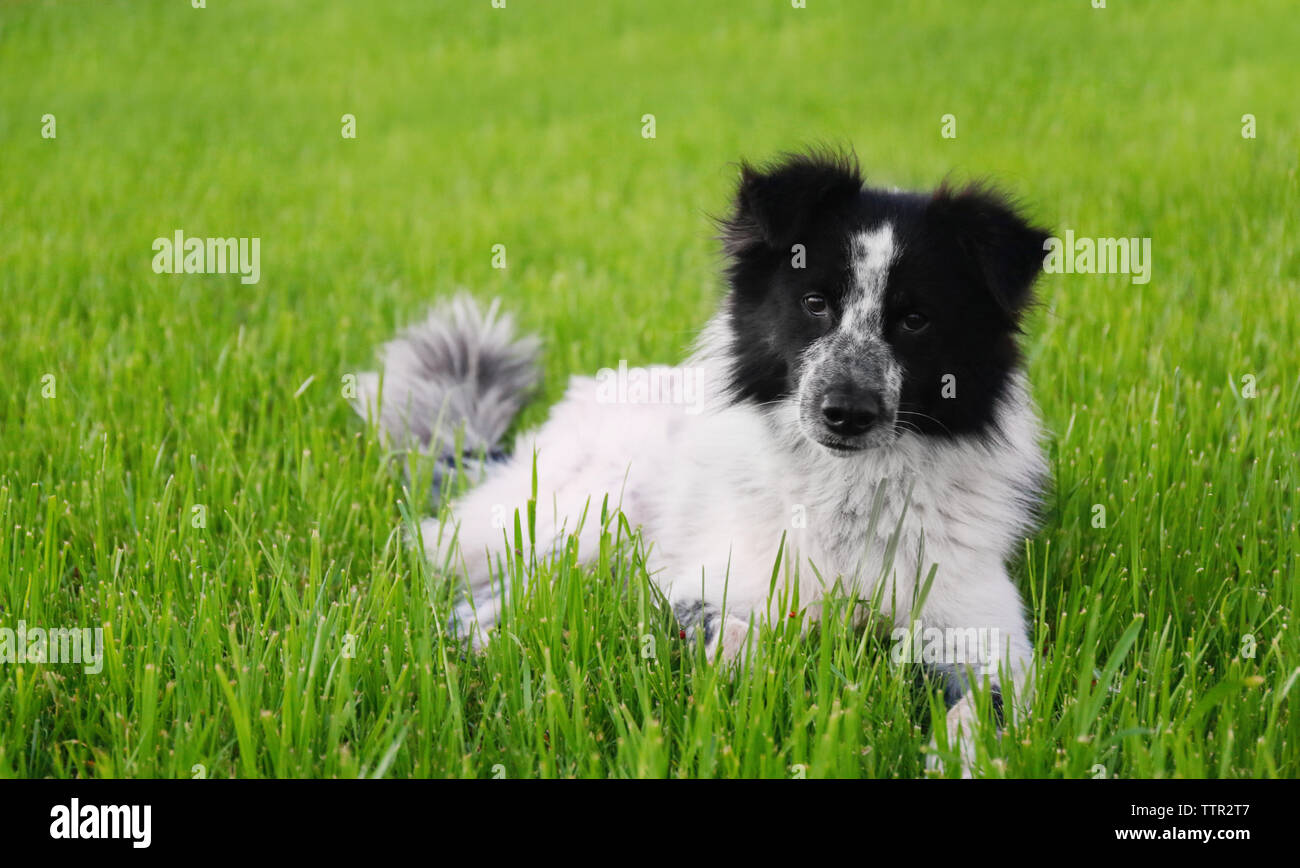 Cute dog on green grass Stock Photo - Alamy