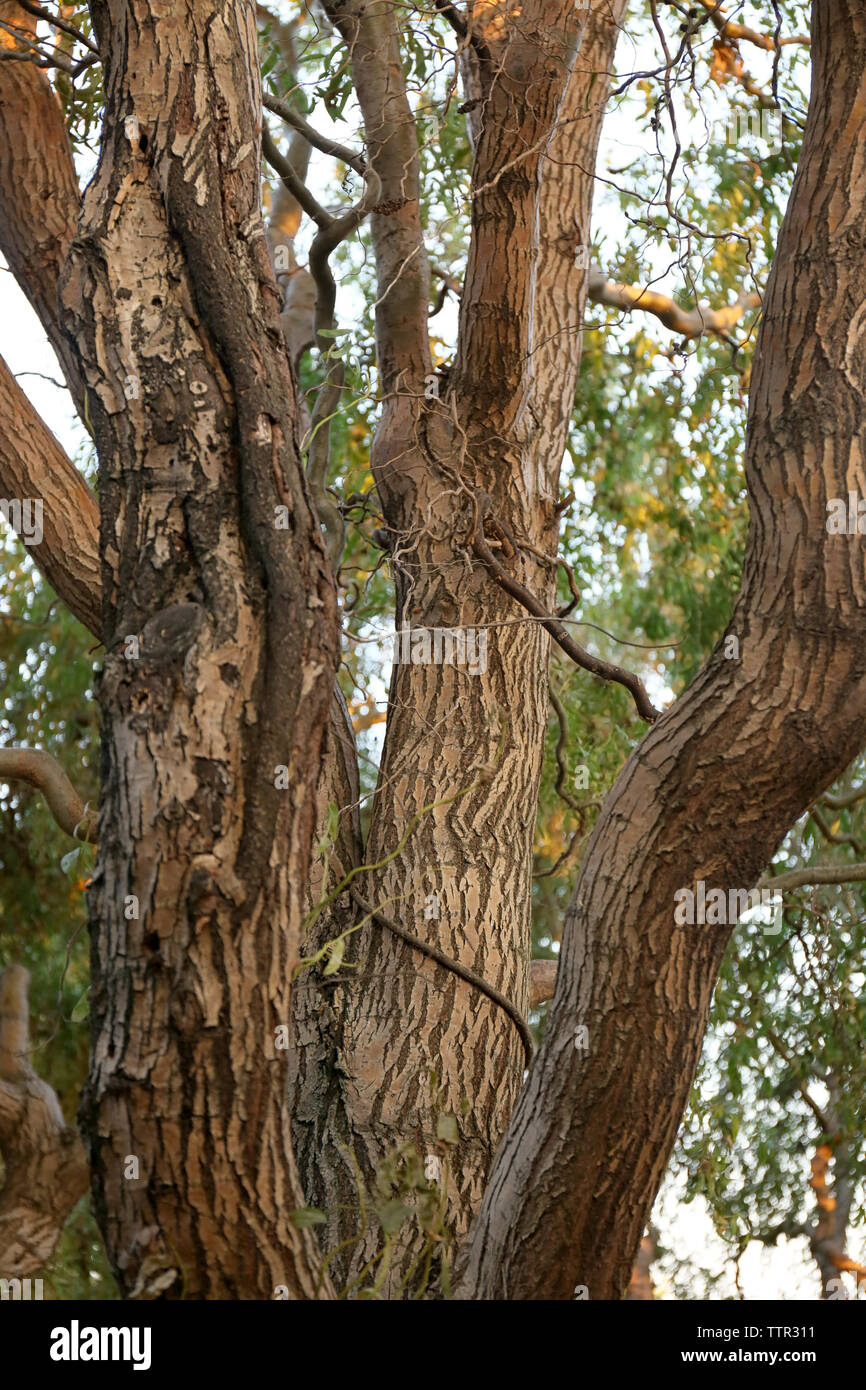 Tree in wild forest Stock Photo - Alamy
