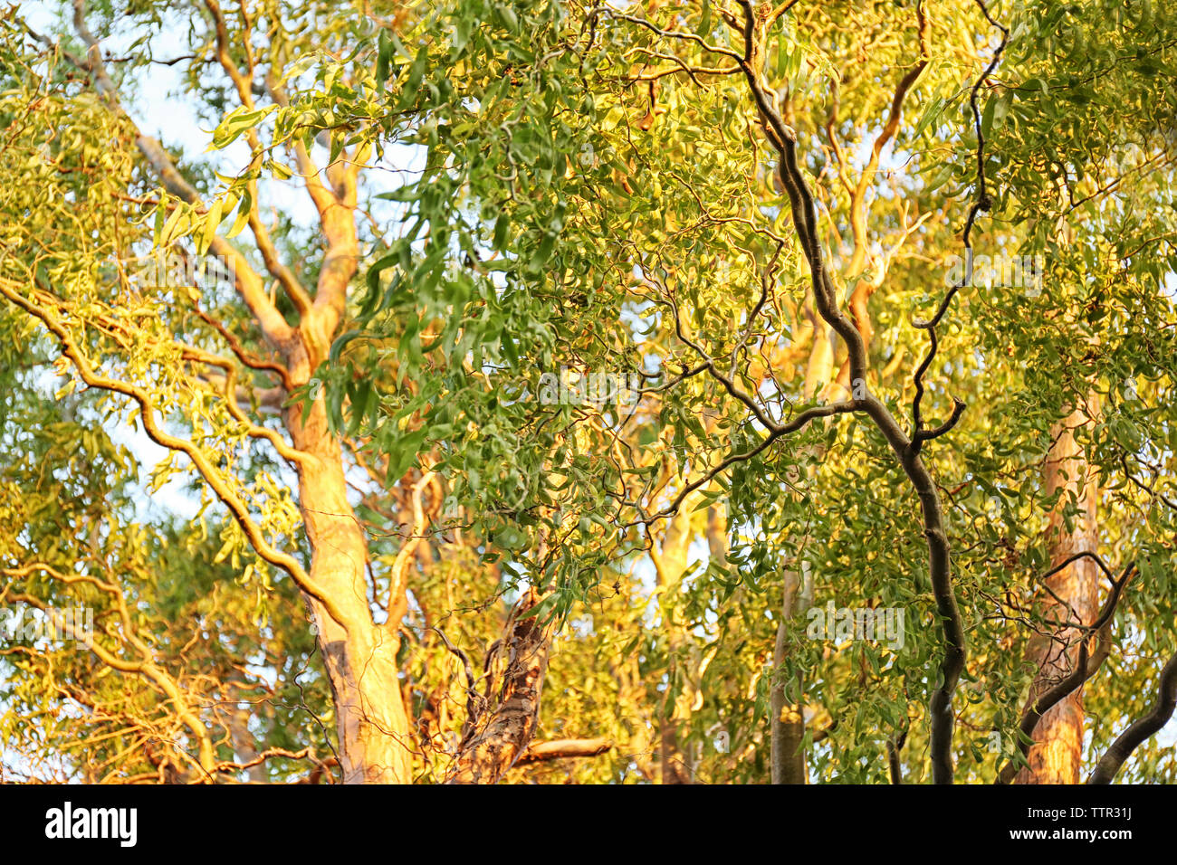 Top of forest trees Stock Photo - Alamy