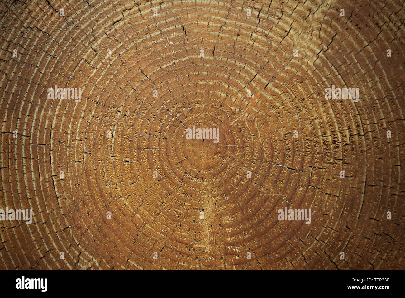 Cross section log closeup hi-res stock photography and images - Alamy