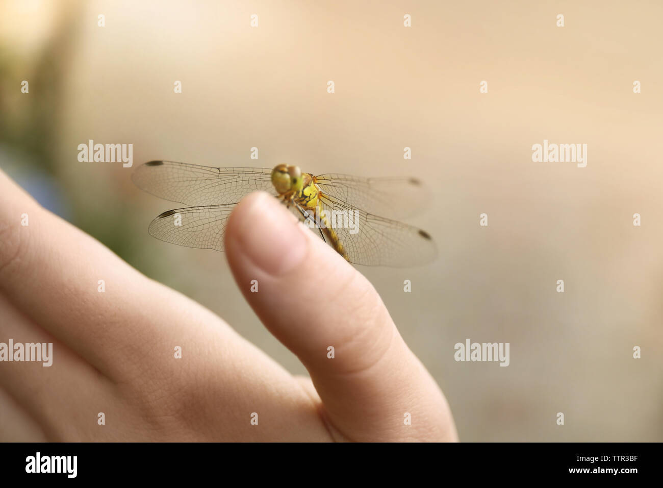 Small dragonfly on female hand Stock Photo - Alamy