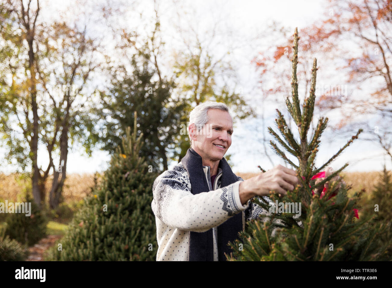 Mature pine trees hi-res stock photography and images - Alamy