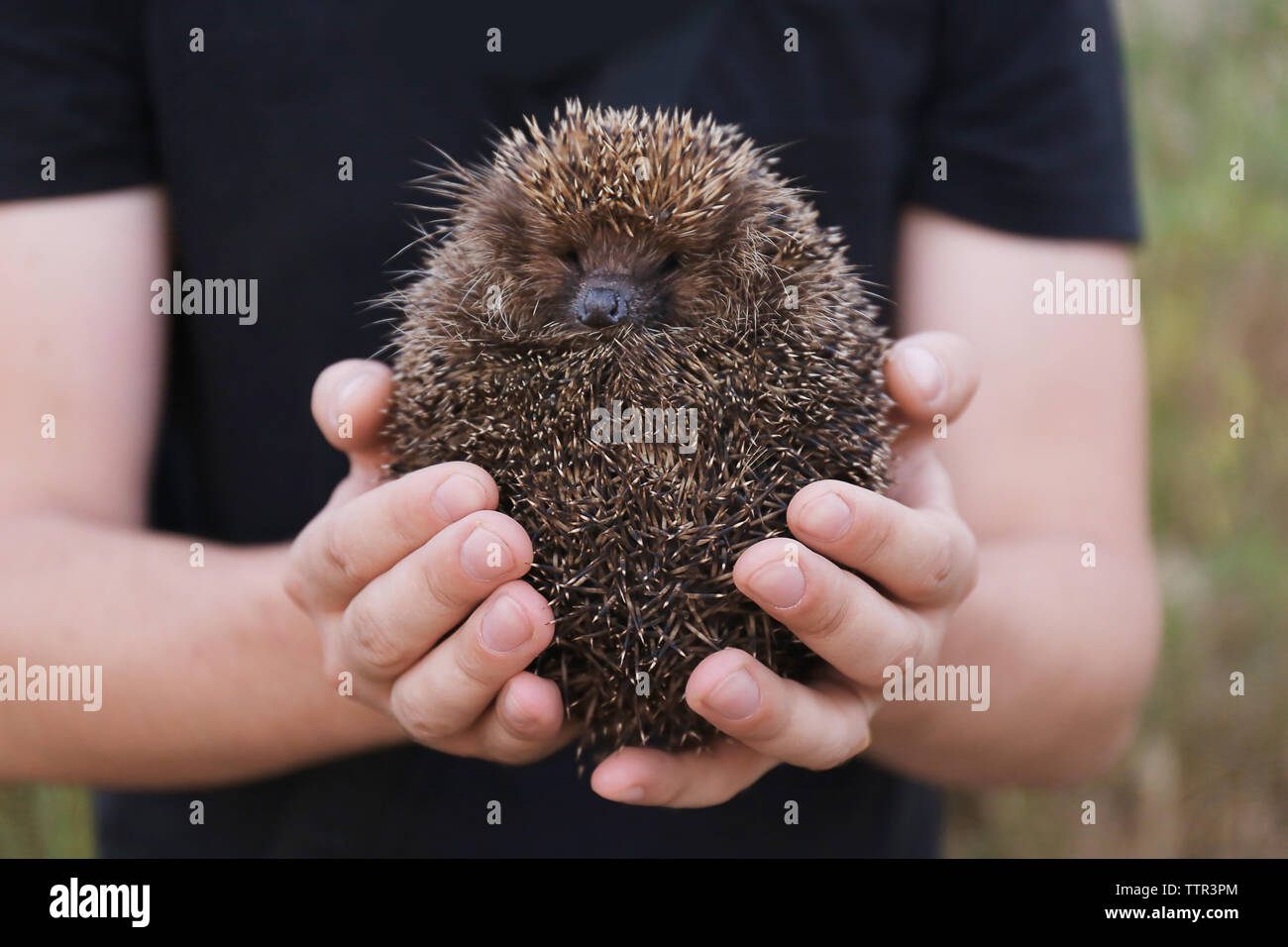 Man holding hedgehog hi-res stock photography and images - Alamy