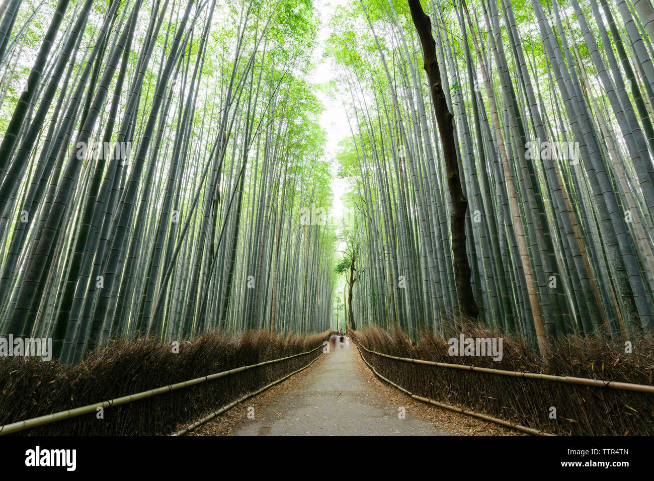 Grove forest hi-res stock photography and images - Alamy