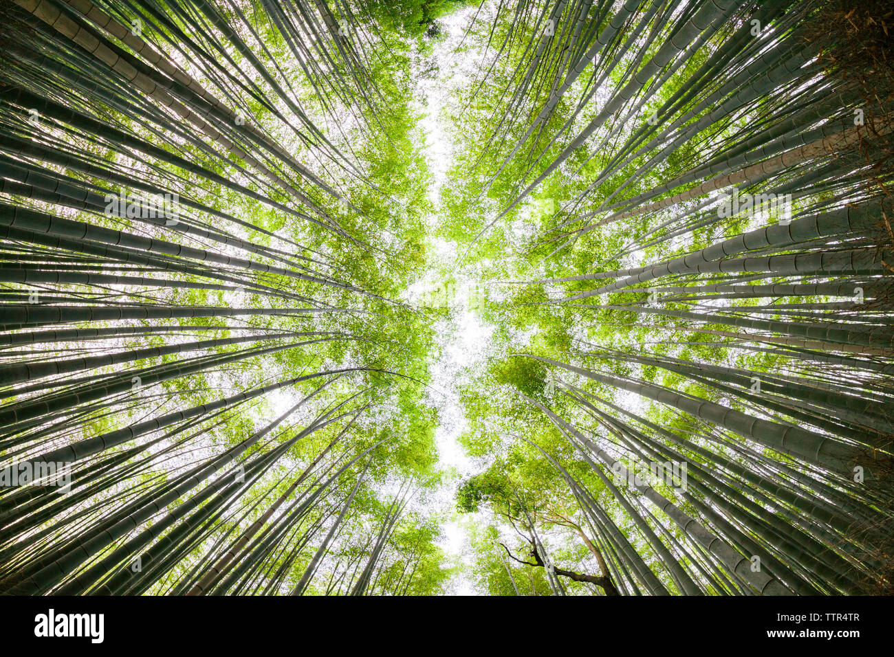 Bamboo forest with tall trees in japan hi-res stock photography and ...