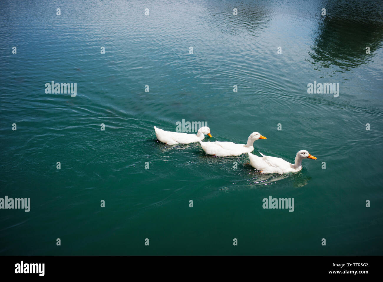White ducks swimming hi-res stock photography and images - Alamy