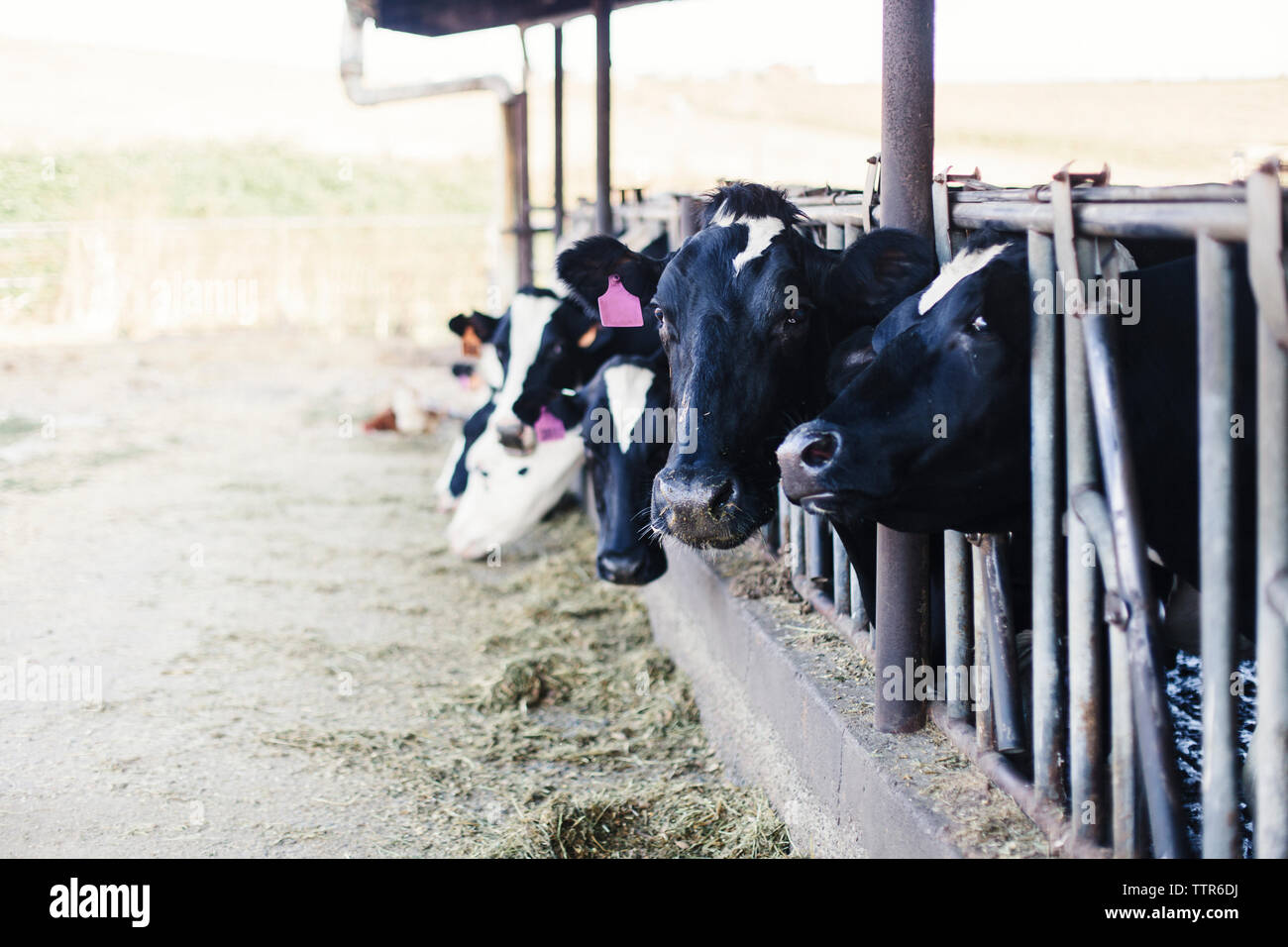 Cattle barn hi-res stock photography and images - Alamy