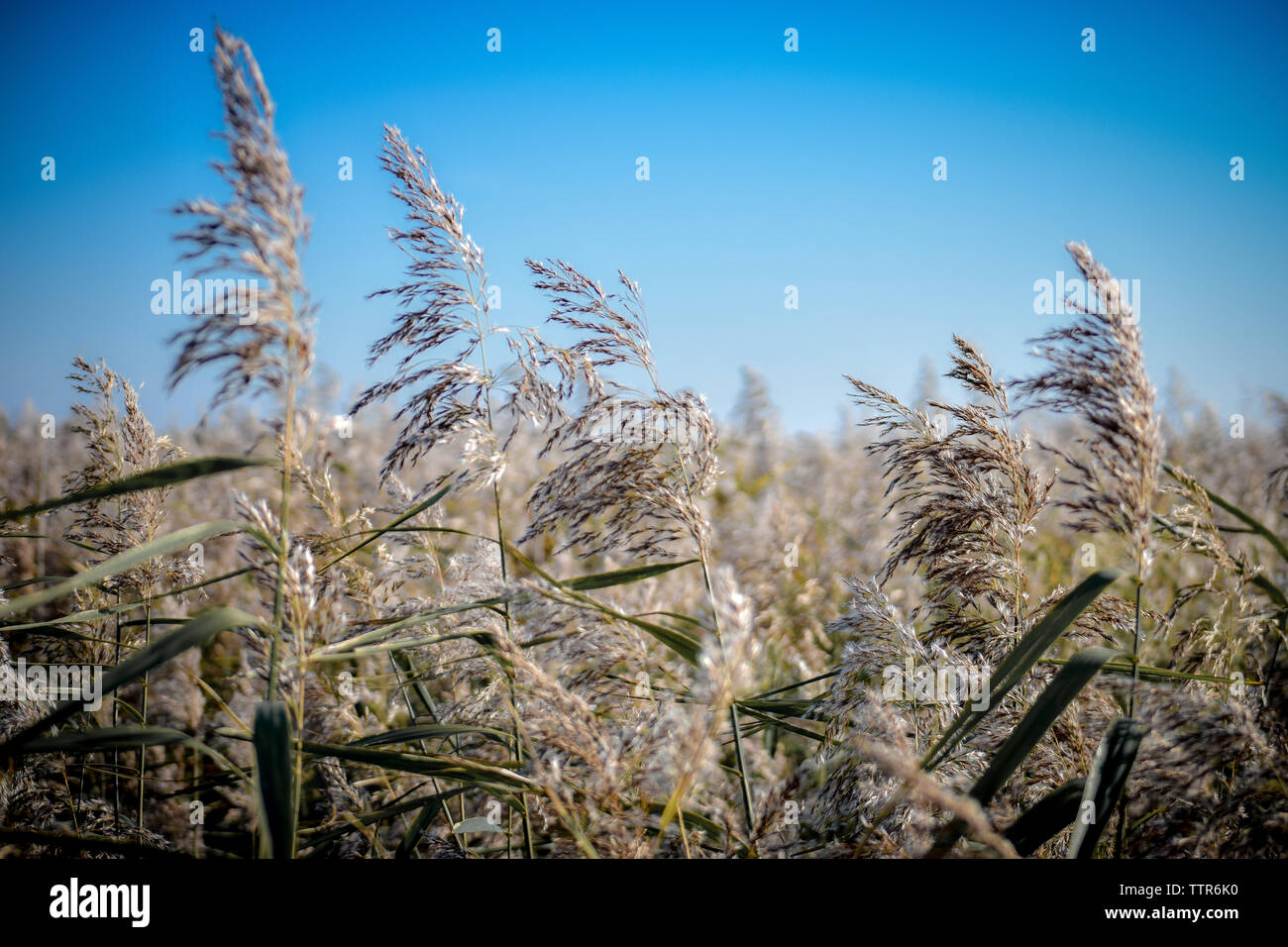 Weeping meadow hi-res stock photography and images - Alamy