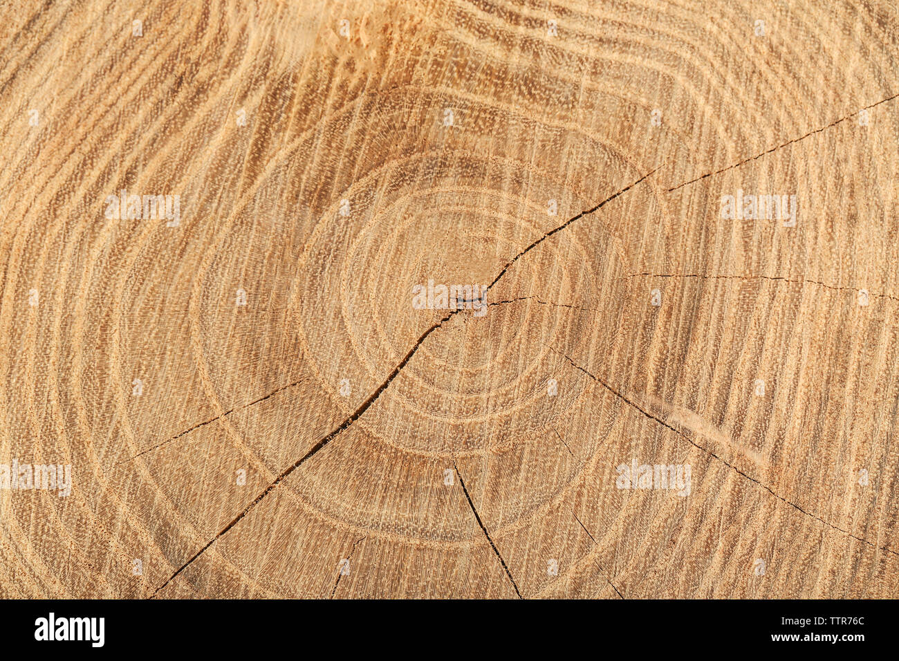 Tree trunk cross section, closeup Stock Photo - Alamy