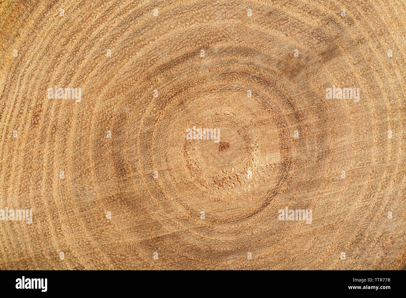 Tree trunk cross section, closeup Stock Photo - Alamy