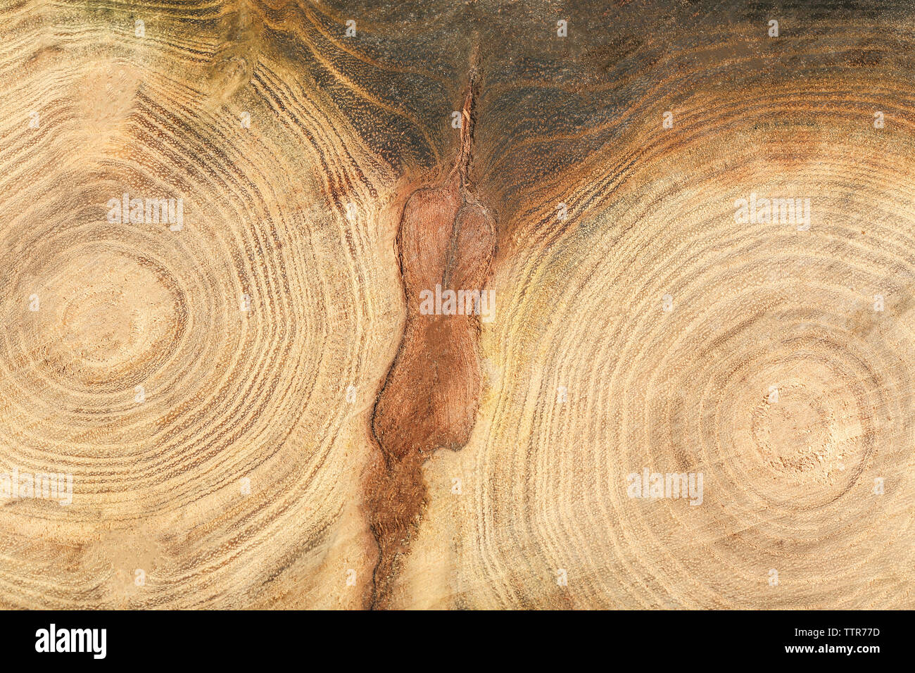 Tree trunk cross section, closeup Stock Photo - Alamy