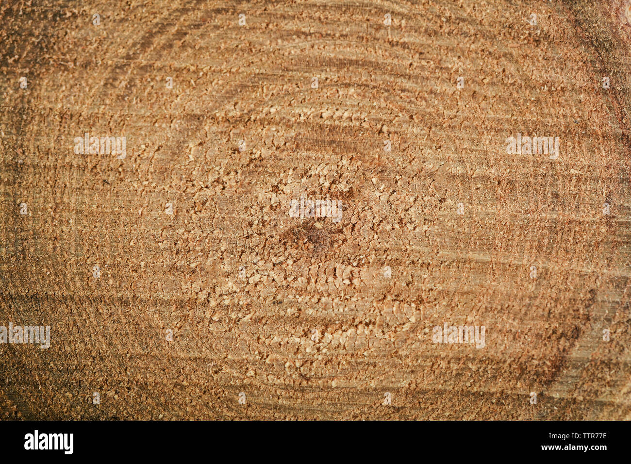 Tree trunk cross section, closeup Stock Photo - Alamy