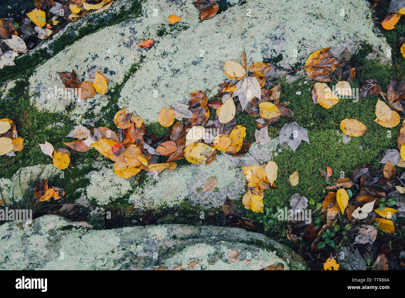 Dry leaves rocks change hi-res stock photography and images - Alamy