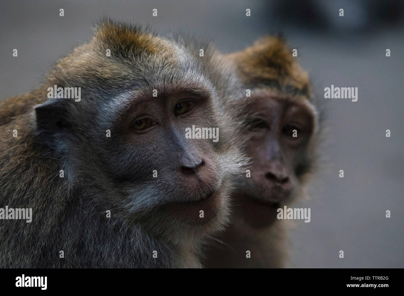 Portrait of animals hi-res stock photography and images - Alamy